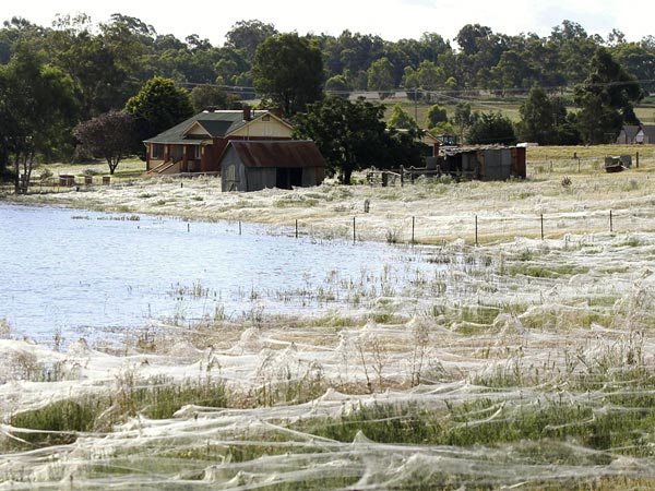 Spiderwebs coat Australian countryside / Boing Boing