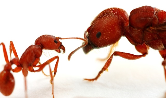 Science Question from a Toddler: How ants evolve / Boing Boing