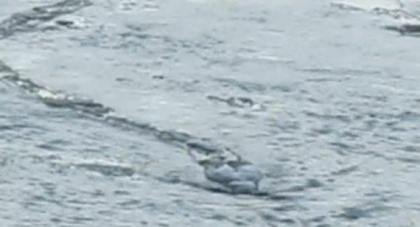 Iceland Lake Worm Giant