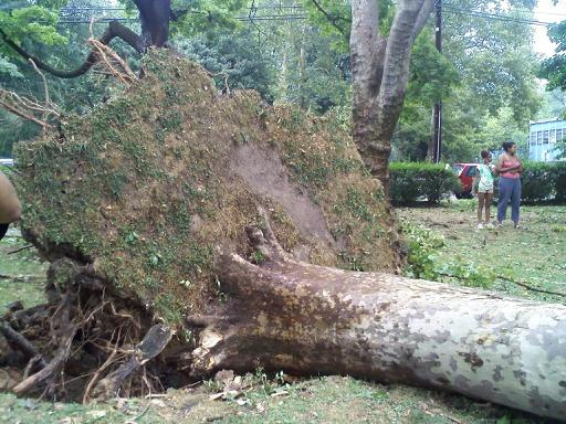 Why do trees fall over in a storm? / Boing Boing