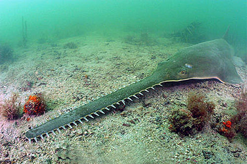 An appreciation of the Sawfish, one of Earth's most threatened fish ...