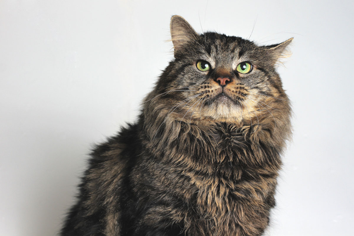 Boing Boing reader's cat photos should probably become a meme / Boing Boing