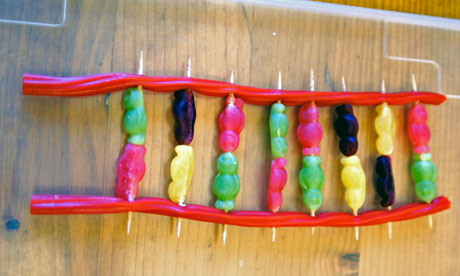 HOWTO make a DNA model out of licorice and jellybabies - Boing Boing