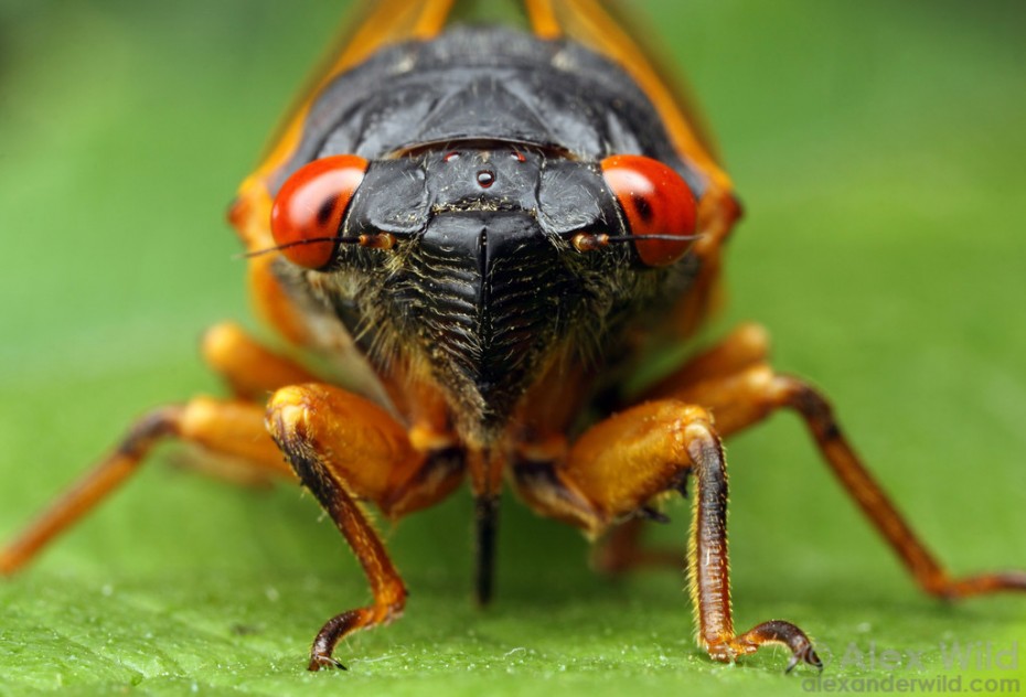 Pretty portraits of periodical cicadas - Boing Boing