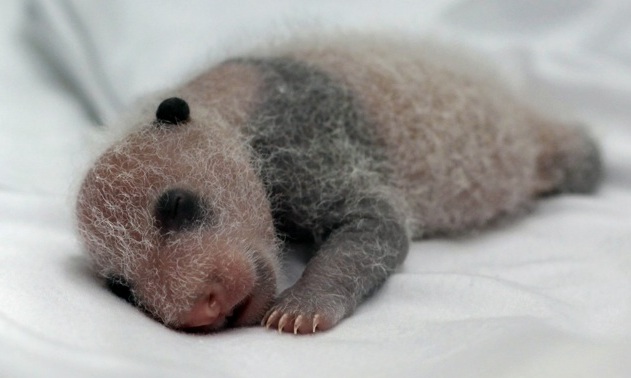 Meet the newborn 'miracle baby' panda triplets - Boing Boing