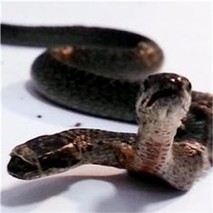 Rare two-headed snake in Turkey / Boing Boing