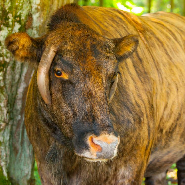 Beefalo are causing problems in the Grand Canyon / Boing Boing