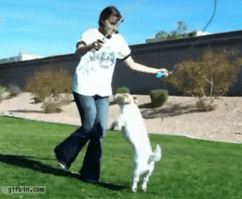 Dogs jumping rope / Boing Boing