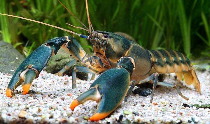 New species of Crayfish named after Edward Snowden / Boing Boing