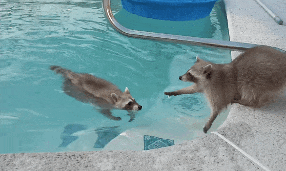 Raccoon tries to 'save' brother from refreshing swim in pool / Boing Boing