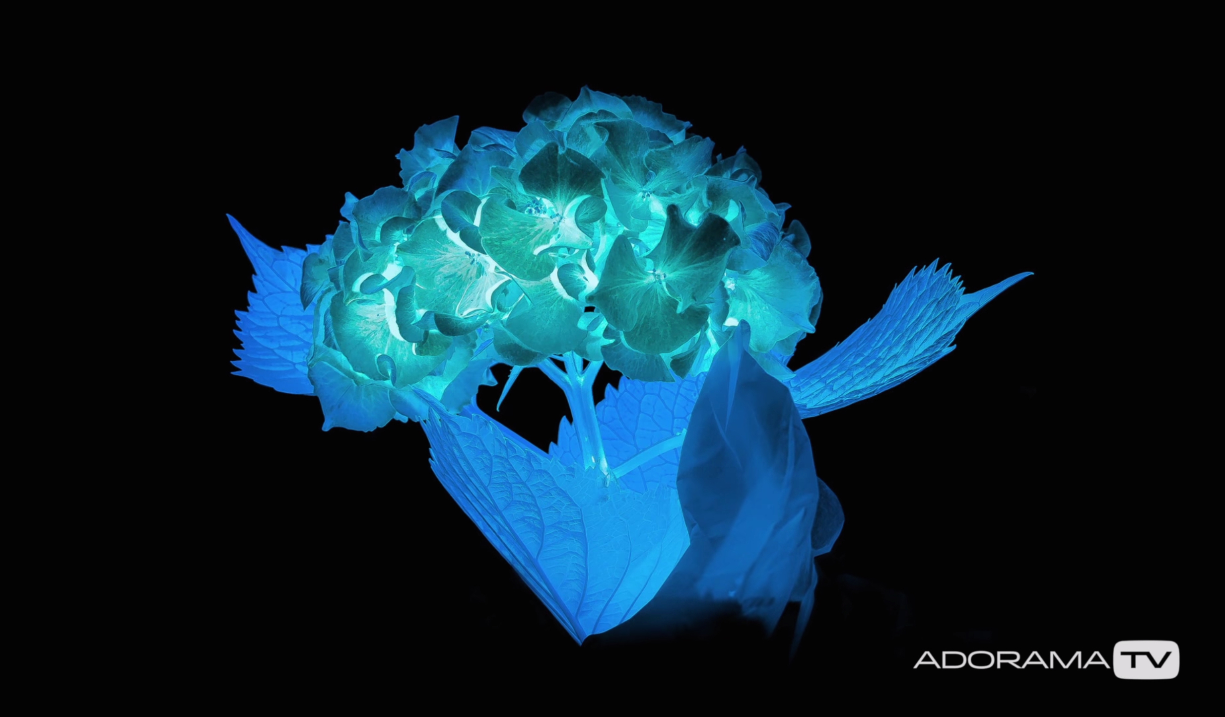 How to make vibrant digital photograms / Boing Boing