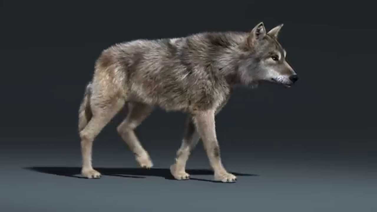 How To Animate A Wolf In Blender Boing Boing