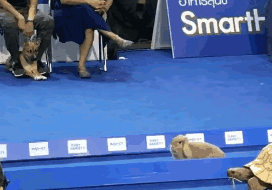 Tortoise races hare, wins / Boing Boing