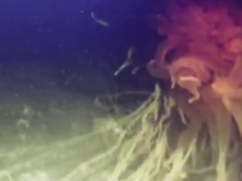 To some, the loudest sound ever recorded underwater is still a mystery ...