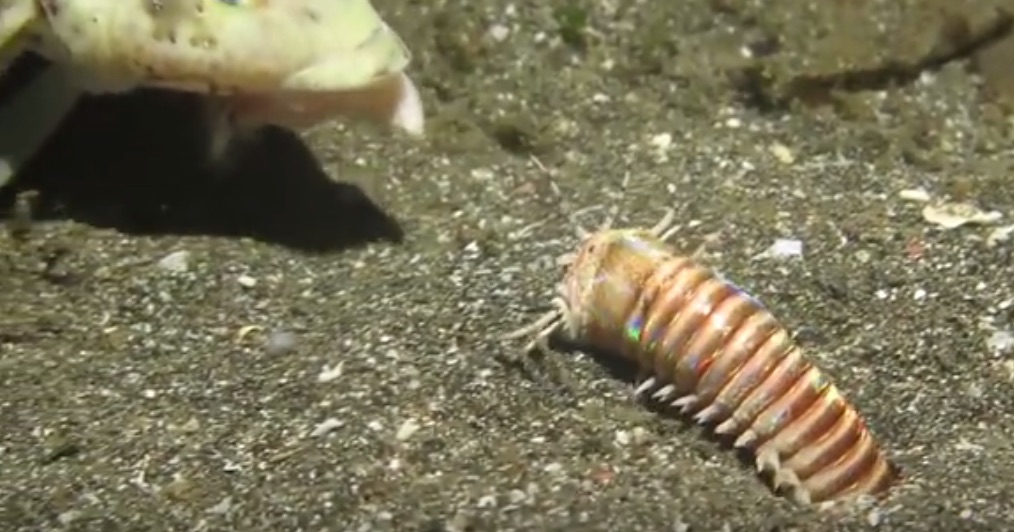 Sandworms are real / Boing Boing