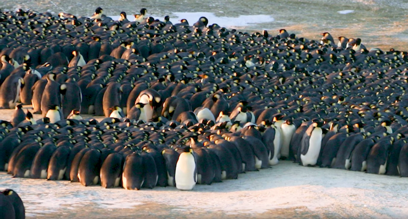 Watch how timelapse footage revealed the secrets of penguin huddling ...