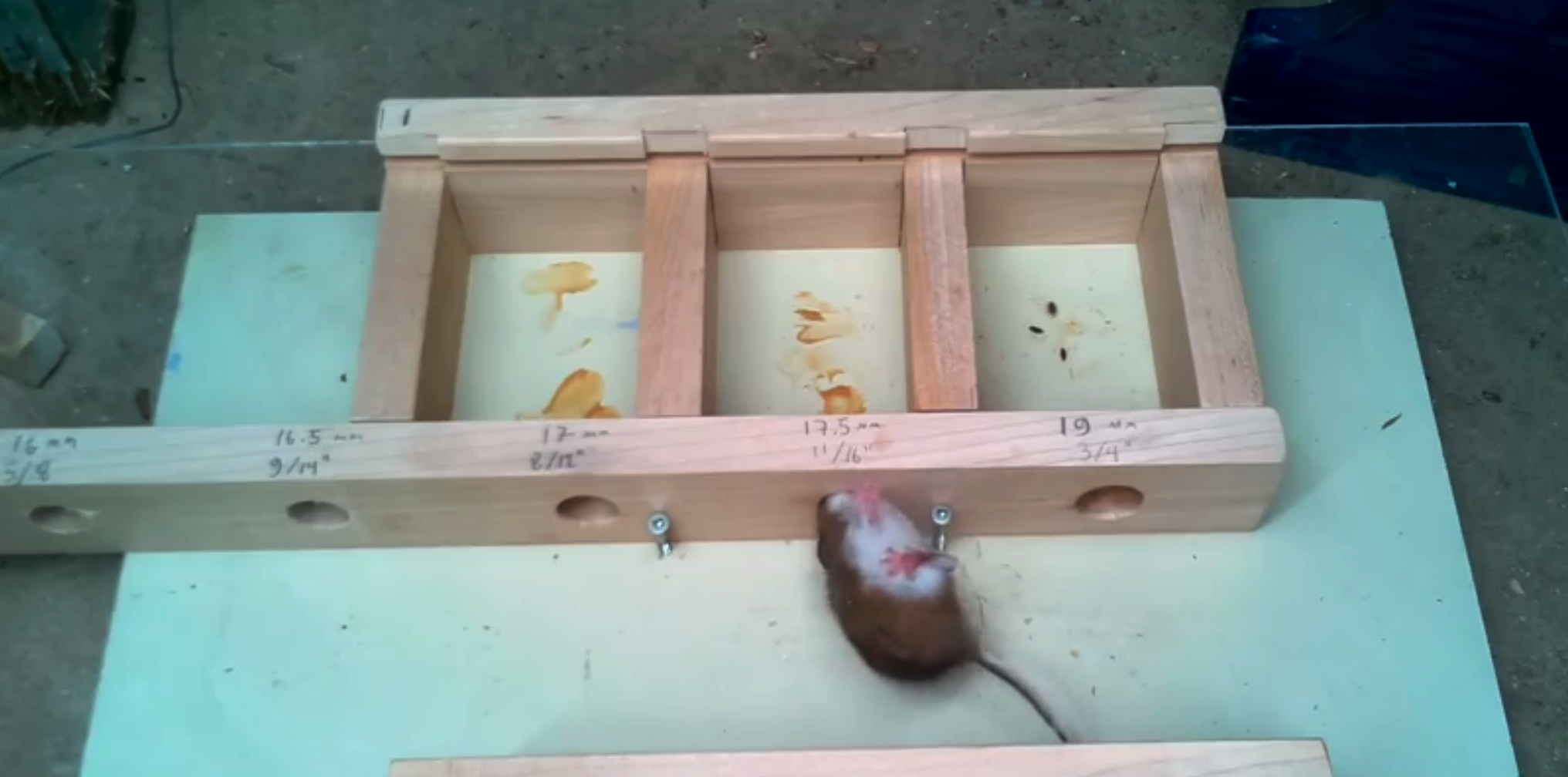 Mice can get into amazingly tight spaces / Boing Boing