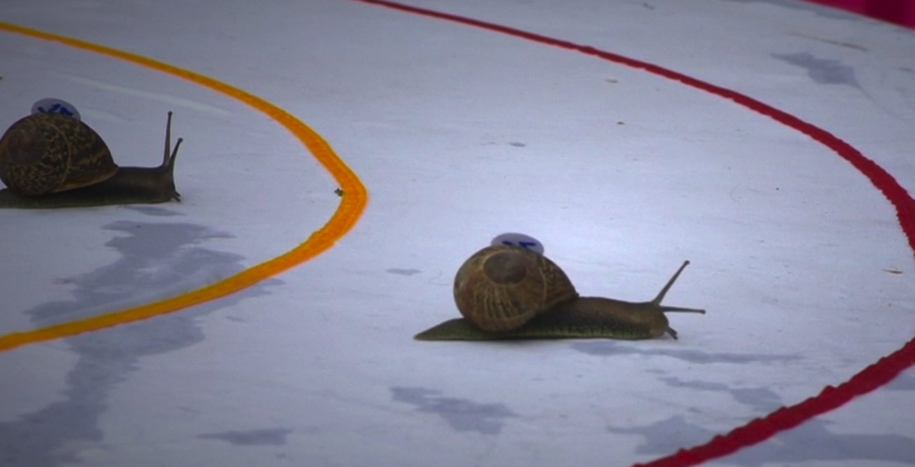 Snail racing championship held / Boing Boing