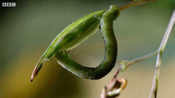 Watch: caterpillars feeding on exploding touch-me-not seed pods / Boing ...