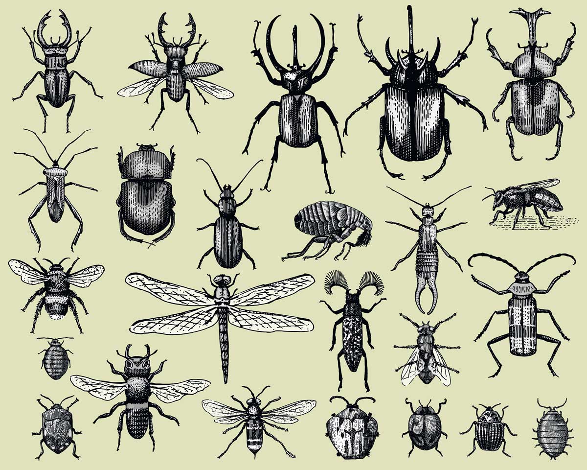 Insects are going extinct eight times faster than other animals / Boing ...