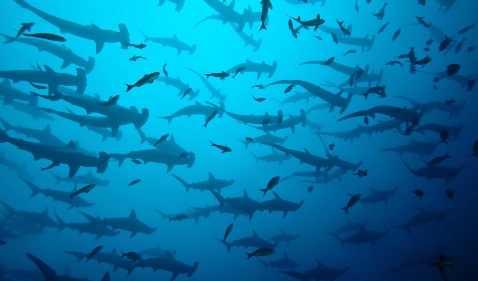 Look at this majestic school of hammerhead sharks ready to mate / Boing ...