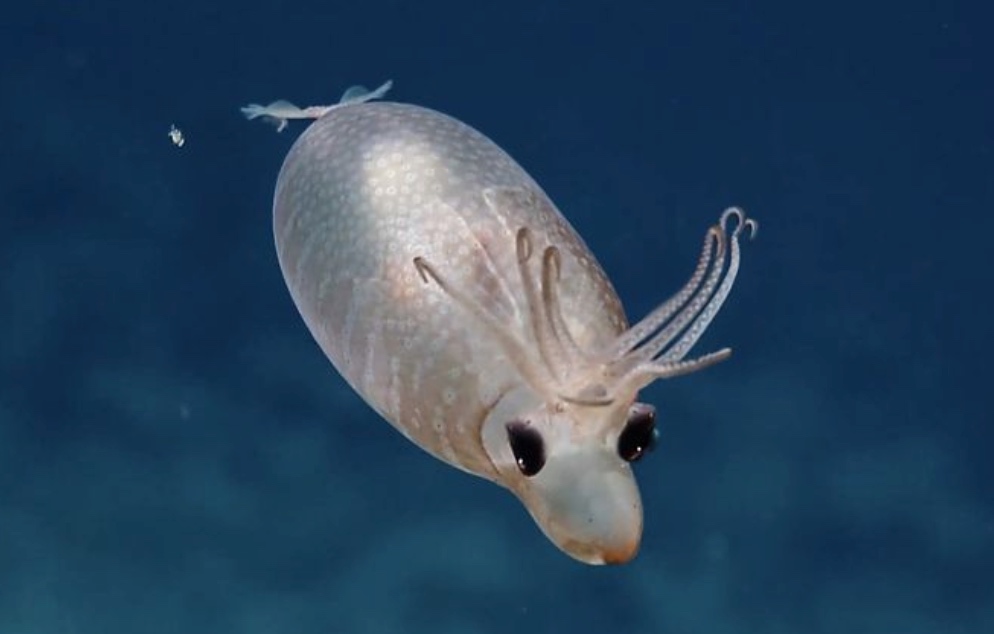 Delightful deepsea encounter with a wildly cute and weird piglet squid ...