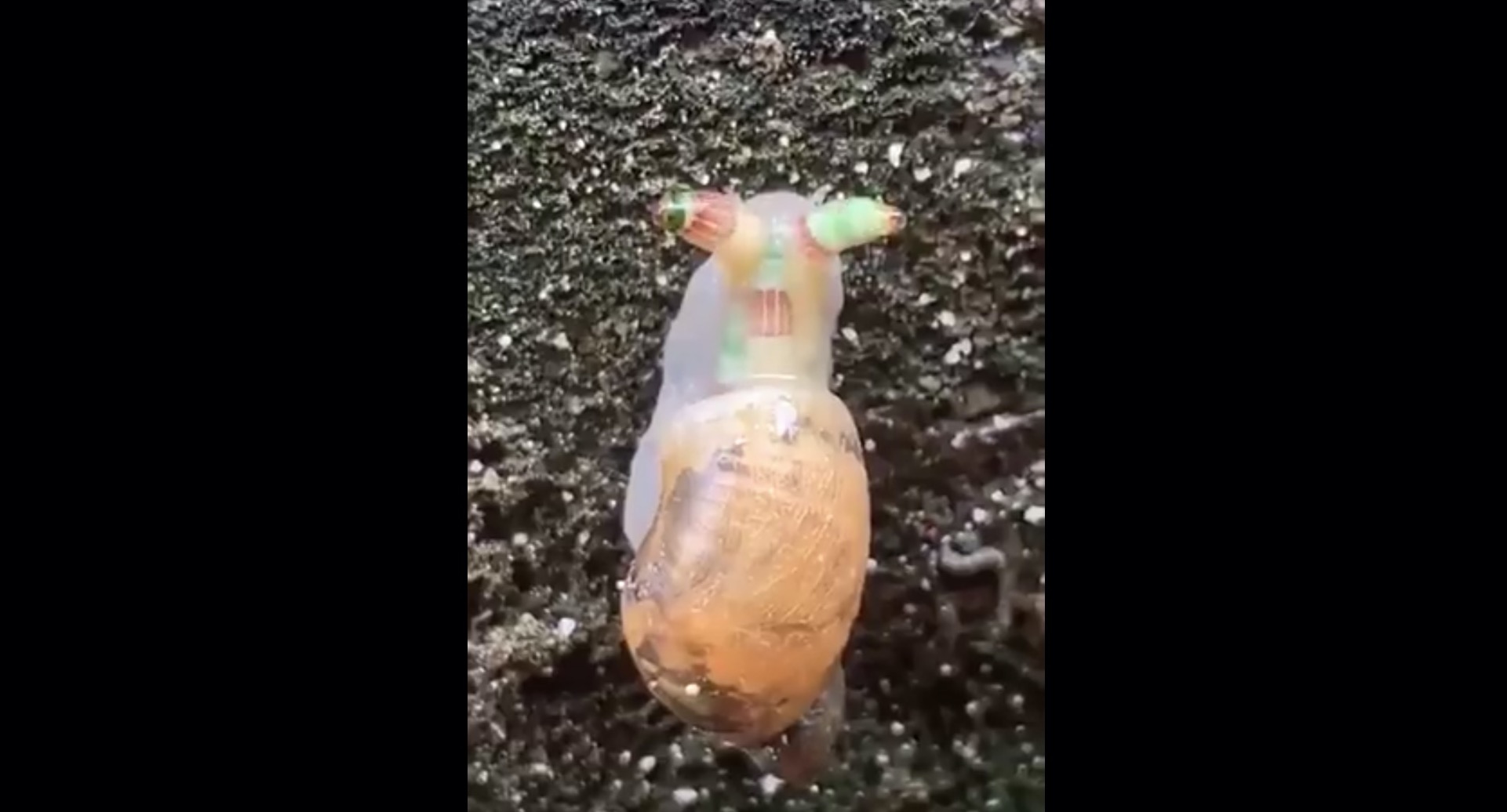 Video of a snail being taken over by a parasitic worm looks like a ...