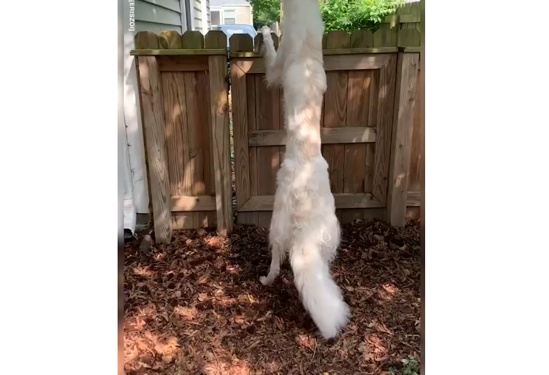 Very long dog is adorable / Boing Boing