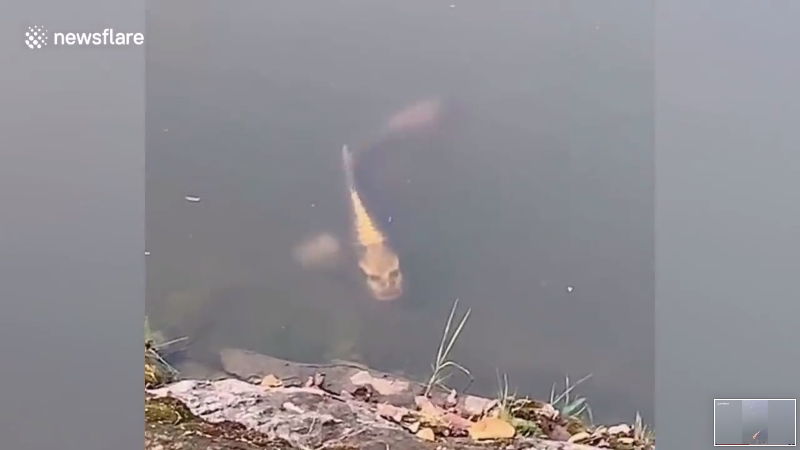 Fish has a human-like face / Boing Boing