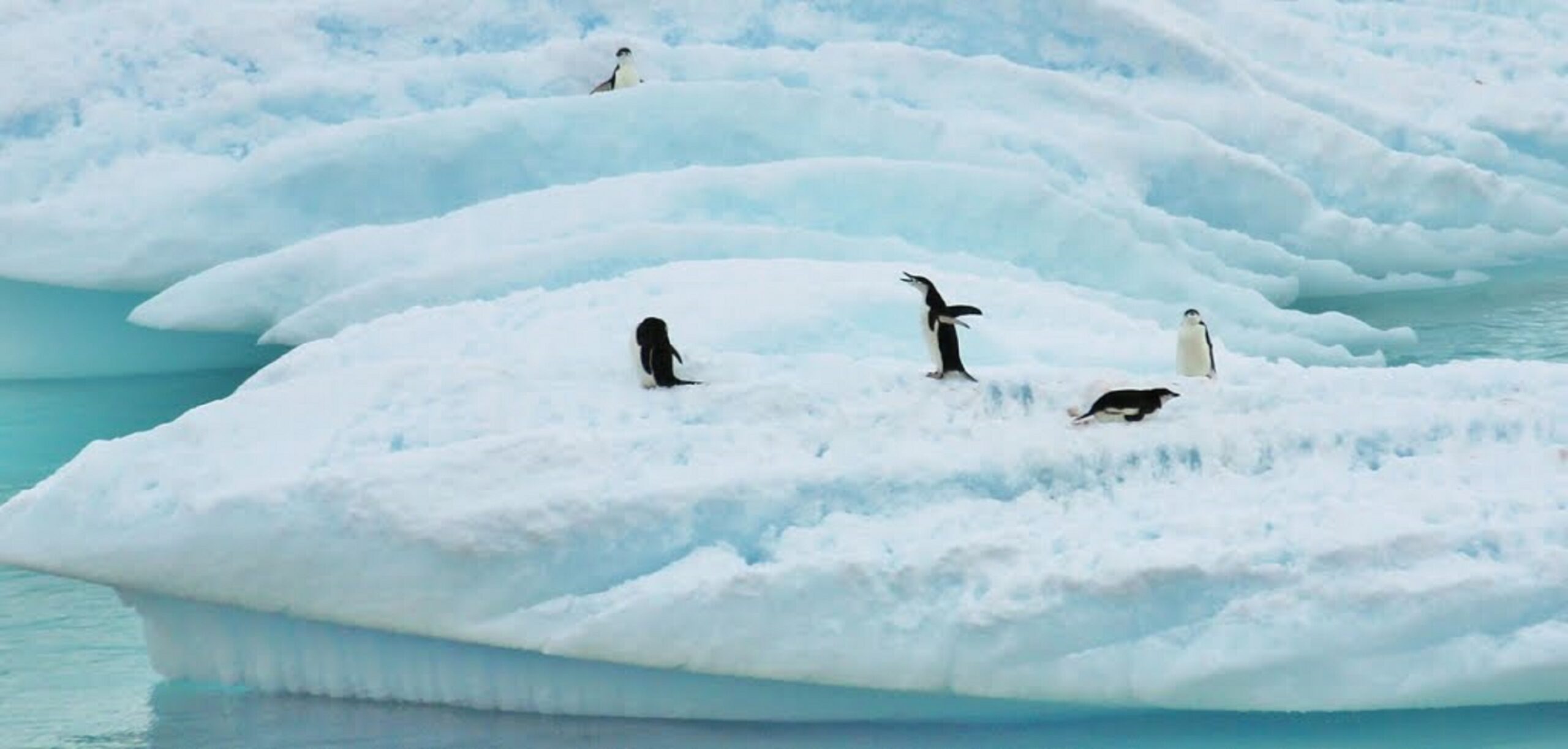 This penguin escaping from a cracking glacier is an edge-of-your-seat ...